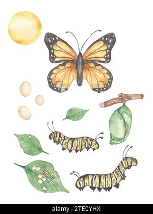 Illustration of the Life Cycle of a Monarch Butterfly from Egg, Larva ...
