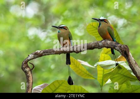 Turquoise-browed Motmots (Eumomota superciliosa), Tropical dry forest ...