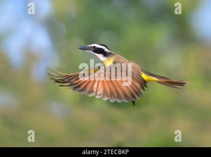 Great Kiskadee (Pitangus sulphuratus) at Bentsen Rio Grande Valley ...