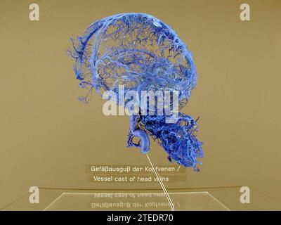 a model of the blood vessels of the human brain blood vessels of the ...