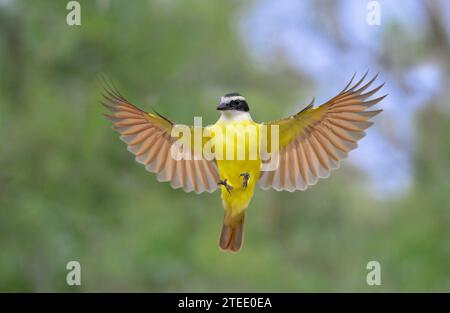 Great kiskadee (Pitangus sulphuratus) flying Stock Photo - Alamy