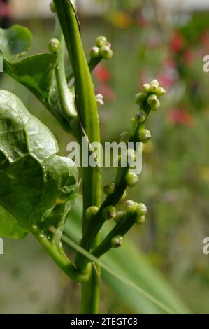 Basella alba flowers and leaves Stock Photo - Alamy
