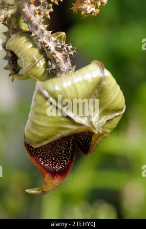 Persian carpet flower (Edithcolea grandis var. baylissiana ...