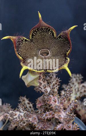 Persian carpet flower (Edithcolea grandis var. baylissiana ...