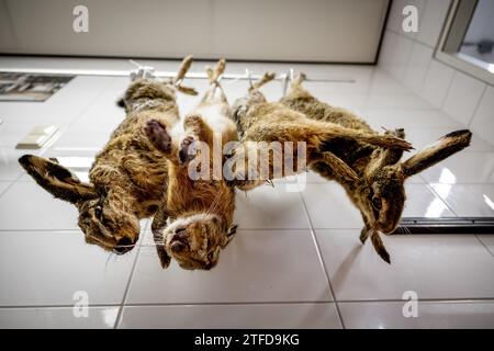 ROTTERDAM - Employees of a poulterer process orders the day before ...