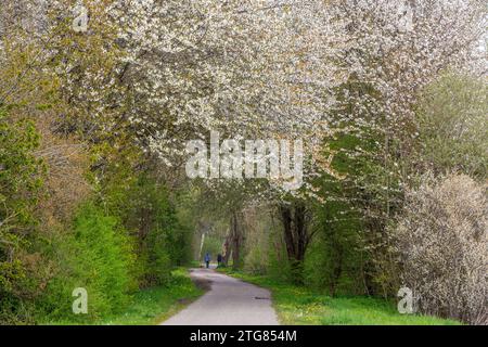 Abundant spring flowering framing a cycle path Stock Photo - Alamy