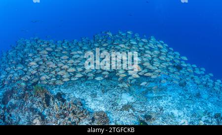 French Polynesia, Rangiroa, School of Humpback Red Snapper (Lutjanus ...