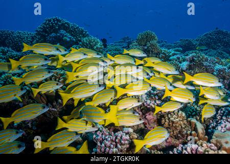 French Polynesia, Fakarava South, A school of Five-lined Snapper ...