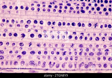 Root apical meristem showing cell divisions (mitosis) and raphides ...