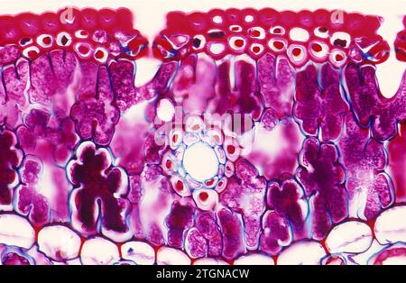 Leaf, cross section showing upper epidermis, palisade parenchyma ...