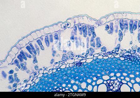 Leaf, cross section showing upper epidermis, palisade parenchyma ...