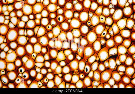 Plasmodesmata are microscopic tubules that interconnect cells ...