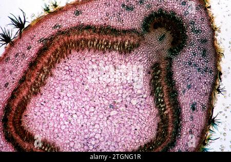 Dicot stem showing epidermis, cortex, pericycle, vascular bundles ...