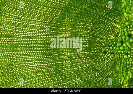 Cupressus sempervirens stem, cross section, showing secundary xylem and ...