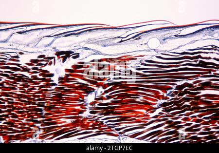 Lizard (Lacerta sp.) epidermis section showing adipose, connective and ...