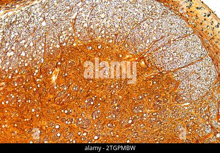 Cerebellum cross section (Cajal stain). Light microscope X40 at 10 cm ...
