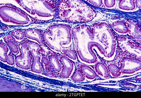 Salivary gland section showing lobules and acini. Photomicrograph Stock ...