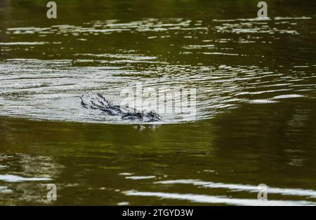 American alligator approaching across calm waters of Atchafalaya delta ...