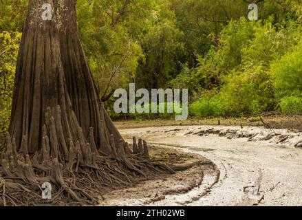 Muddy channel or pathway taken by airboat tours of the bayou of ...