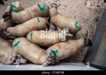 Livestock Auction in Hawes auction mart Stock Photo - Alamy