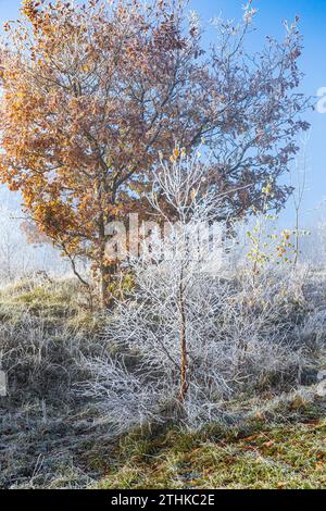 Hoar frost after a receding mist on Rudge Hill Nature Reserve ...