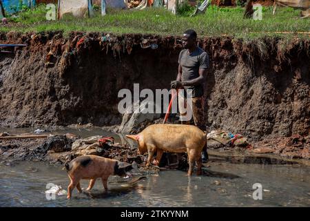 Pigs walking to a man cleaning a sewer river running through Kibera Sum ...