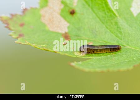 Pear slug larva (Caliroa cerasi Stock Photo - Alamy