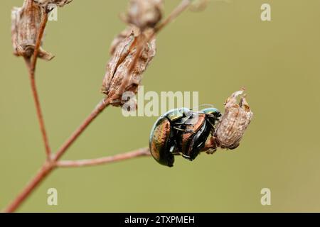 Saint John's wort beetles mating (Chrysolina hyperici Stock Photo - Alamy