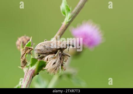 Sluggish thistle weevil (Cleonis pigra Stock Photo - Alamy