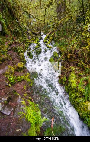 River Running Through Silver Falls State Park, Oregon Stock Photo - Alamy