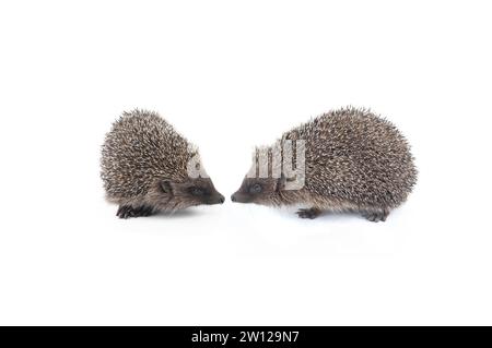 couple of two hedgehogs standing side by side, looking to side and ...
