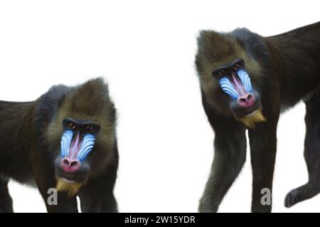 Mandrill isolated on white background. Walking monkey, side view ...
