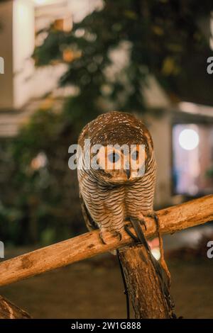 Majestic Owl Portrait Captivating Gaze of a Wild Bird in Natural ...