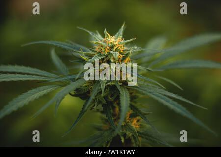 A green marijuana bud with orange trichomes in the final stage of ...