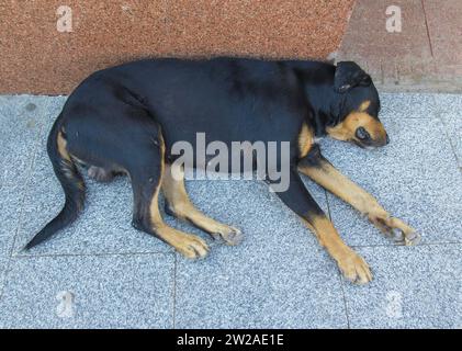 Straßenhund schläft, Dahab, Sinai, Ägypten *** Street dog sleeping ...