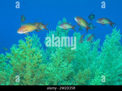 Fische, Brokkoli-Weichkoralle Litophyton arboreum, Unterwasser-Foto ...