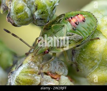 Juniper Shieldbug final instar nymph (Cyphostethus tristriatus) resting ...