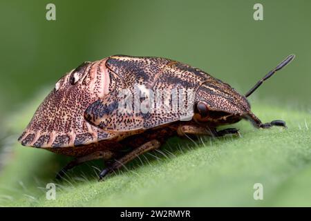 Tortoise Shieldbug nymph (Eurygaster testudinaria) on plant leaf ...