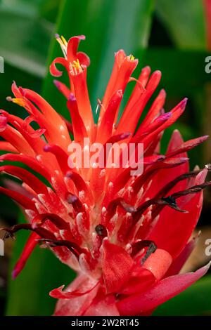 Stunning Aechmea Bracteata. Natural close up flowering plant portrait ...