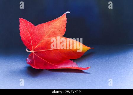 utumn fall colour leaves isolated on dark background close-up Stock ...