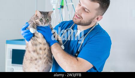 Male surgeon examines a fat cat. Veterinary and pet care concept. Mixed ...