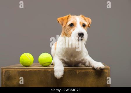 Purebred Jack Russell playing with a tennis ball. Mixed media Stock ...