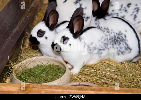 Drei junge Kaninchen, Englische Schecke, schwarz-weiß ,im Stall Stock ...
