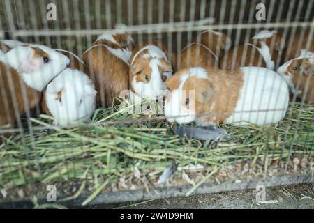 Cuys, giant guinea pigs (Cavia porcellus), in a cage at the market of ...