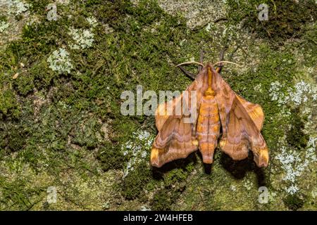 Small eyed sphinx moth - Paonias myops - caterpillar larva lime green ...
