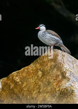 Torrent Duck – drake perched on river boulder Merganetta armata Ecuador ...