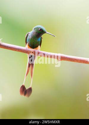 Peruvian racket-tail (Ocreatus peruanus) hummingbird in flight, Mindo ...