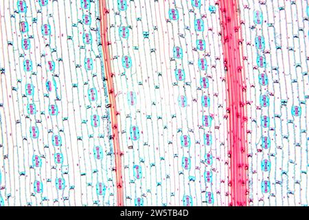 Stomata on a wheat leaf (Triticum durum). Photomicrograph X50 at 10 cm ...