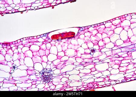 Nepenthes gland of pitcher plant (Nepenthes sp.). Nepenthes are ...