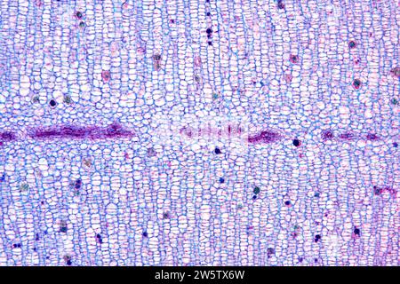 Intercalary meristem. Photomicrograph X50 at 10 cm wide Stock Photo - Alamy